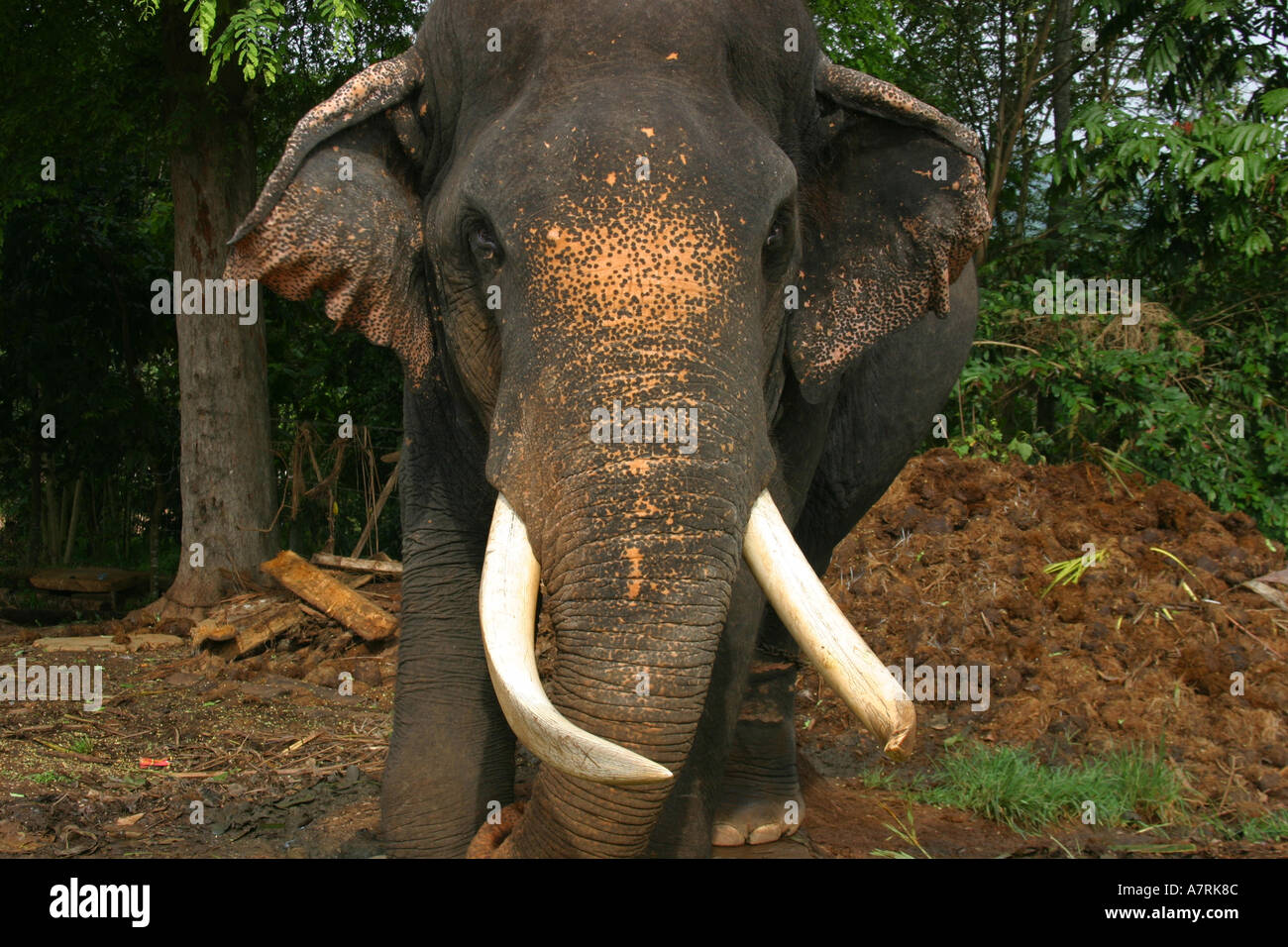 Pinnawala Elephant Orphanage Sri Lanka Stock Photo - Alamy