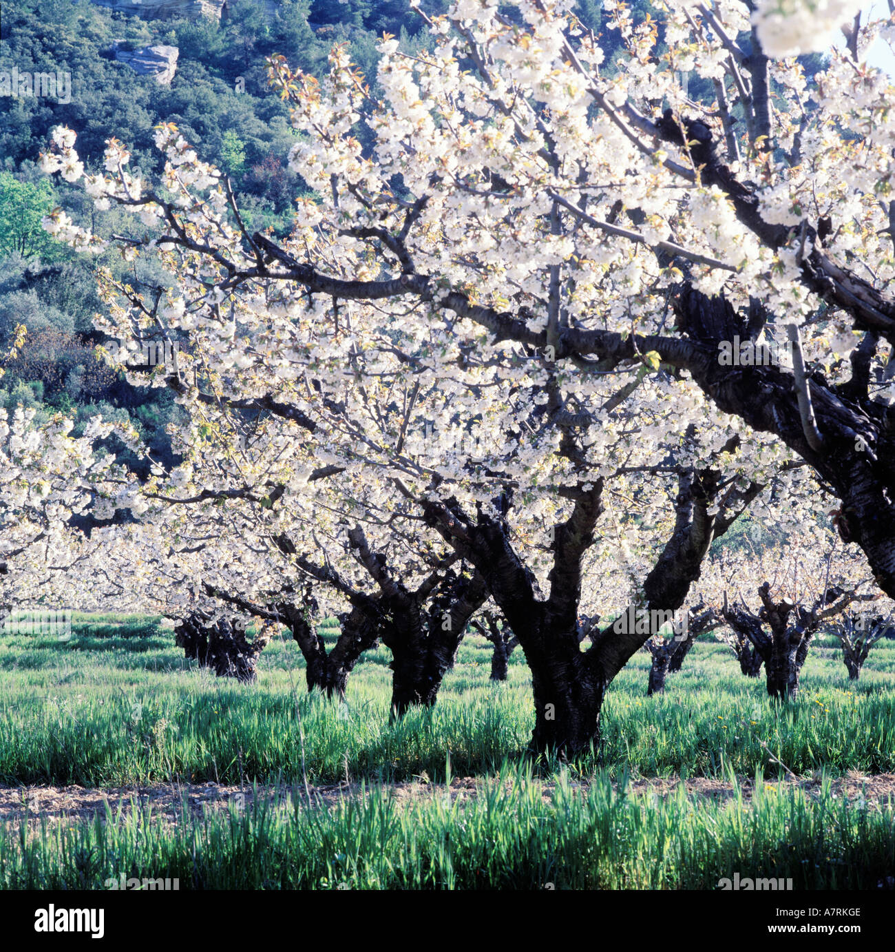Cherry trees in rhone valley hi-res stock photography and images - Alamy