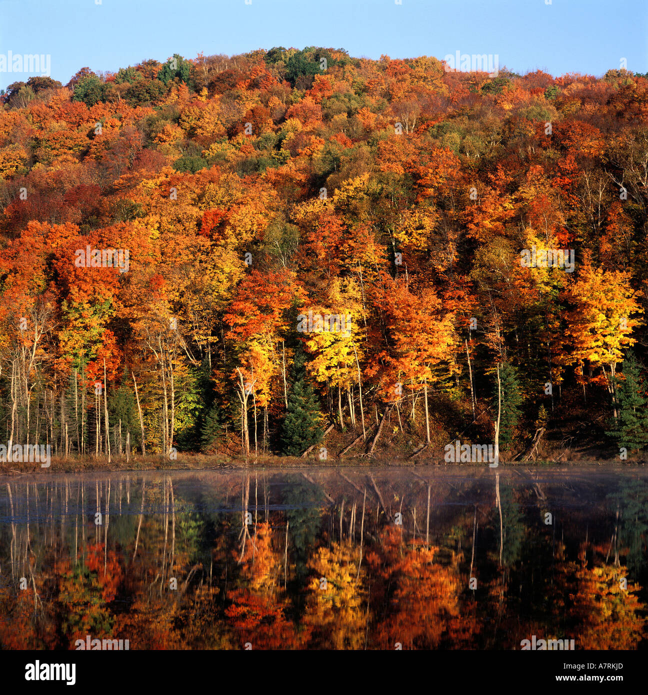 New england forest hi-res stock photography and images - Alamy