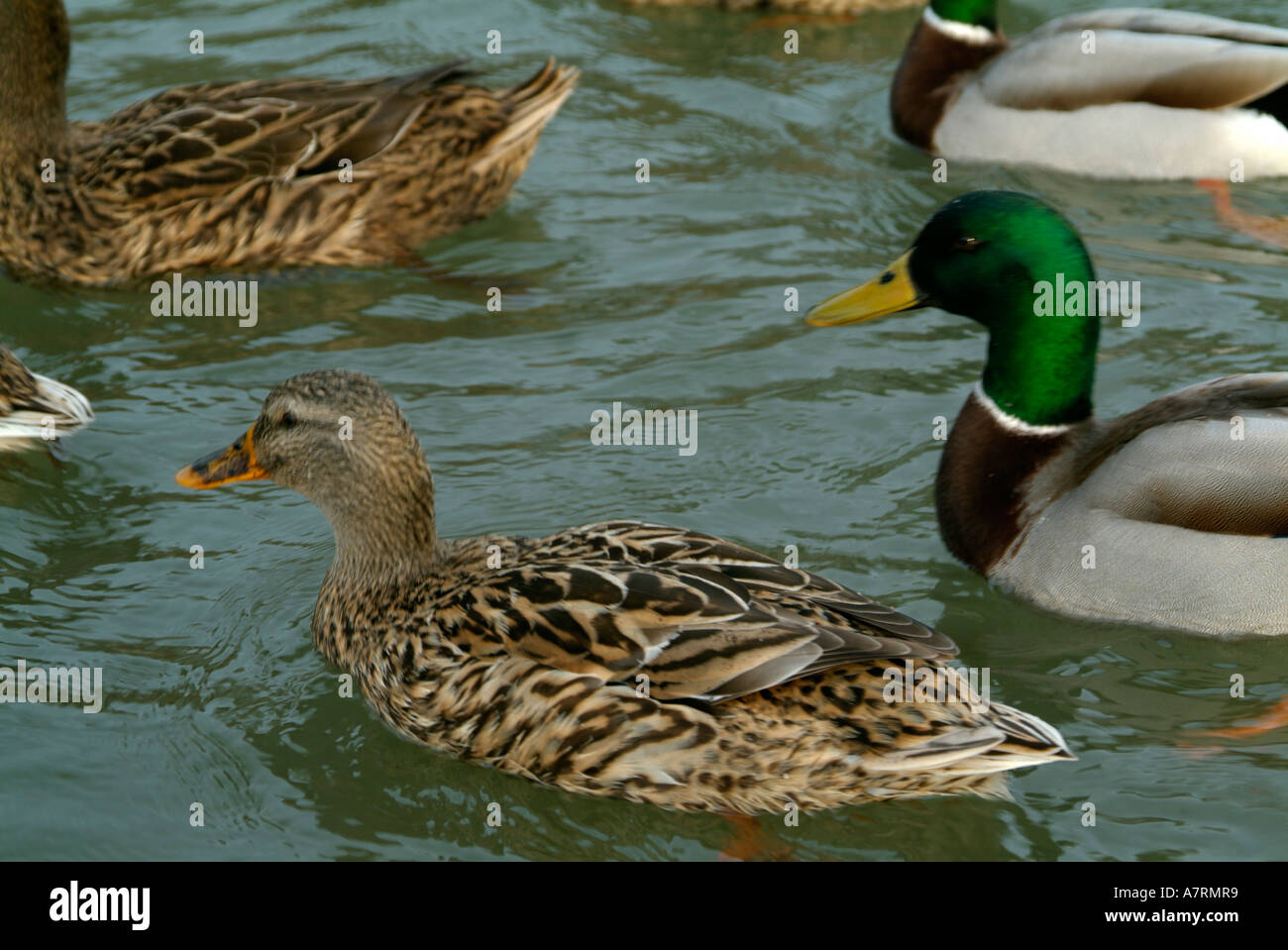 France provence group of male and female ducks on the water Stock Photo ...