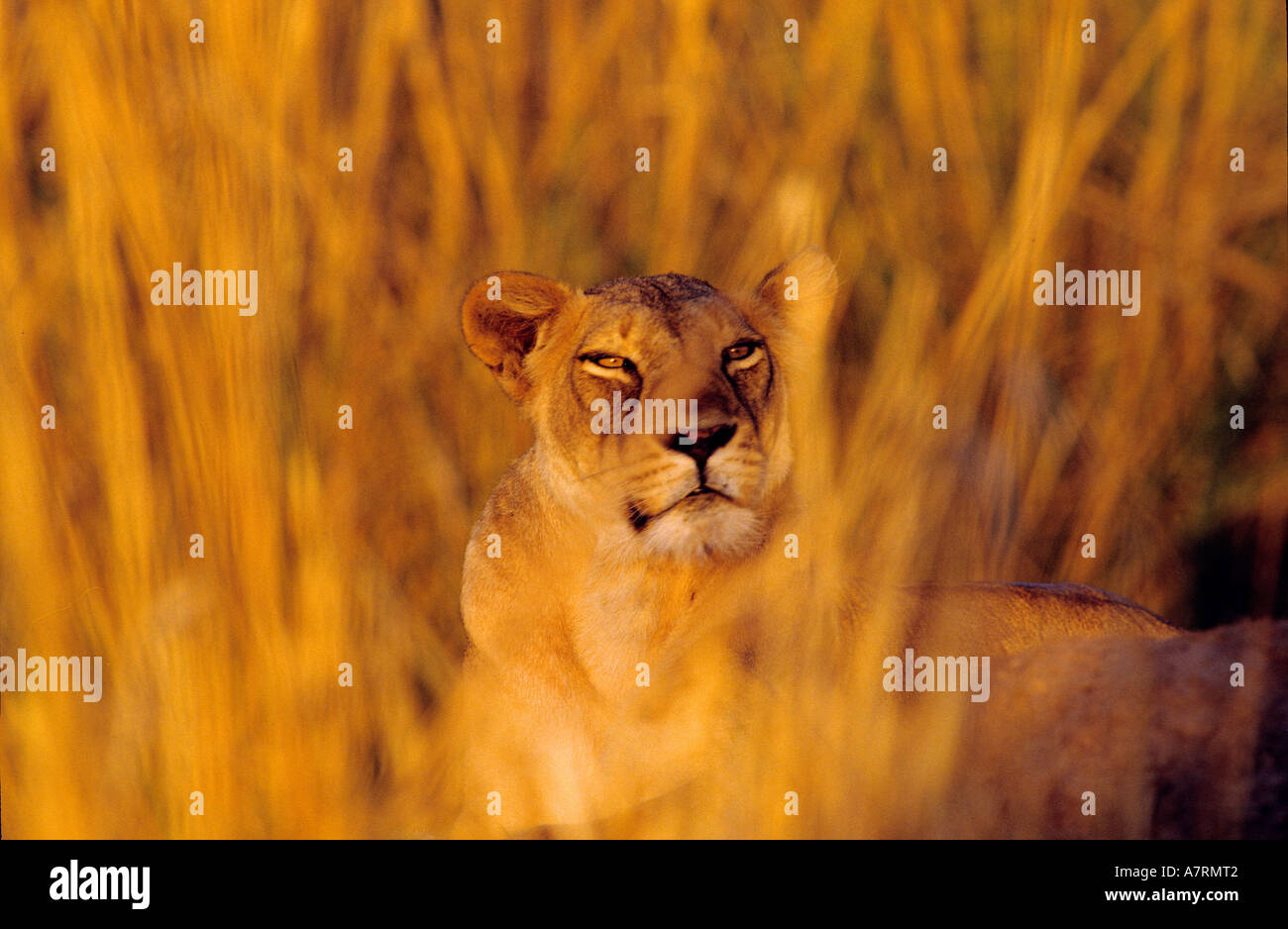 Zimbabwe, Mana Pools National Park, a lioness Stock Photo - Alamy
