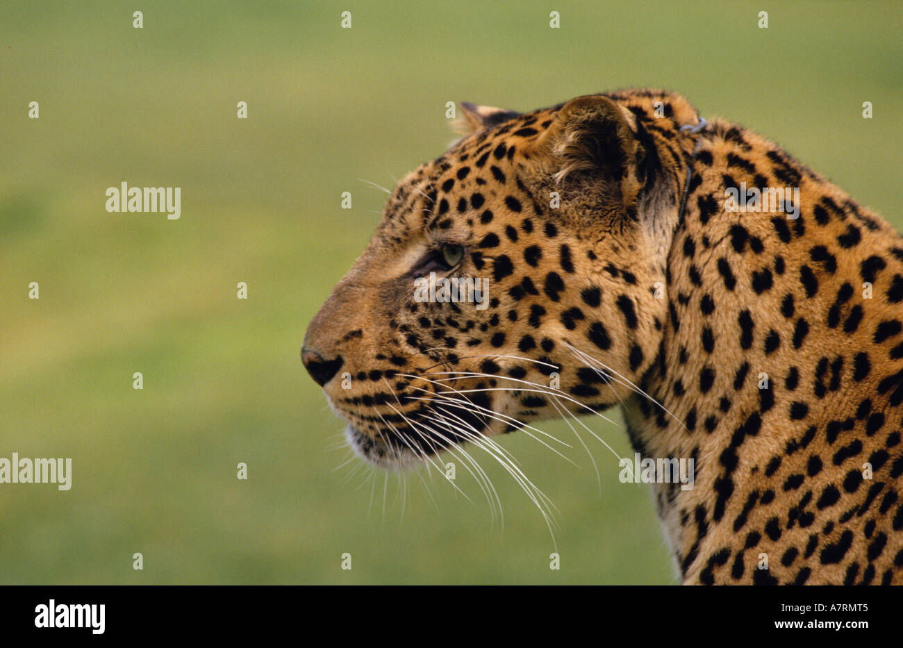 Zimbabwe, a leopard Stock Photo - Alamy