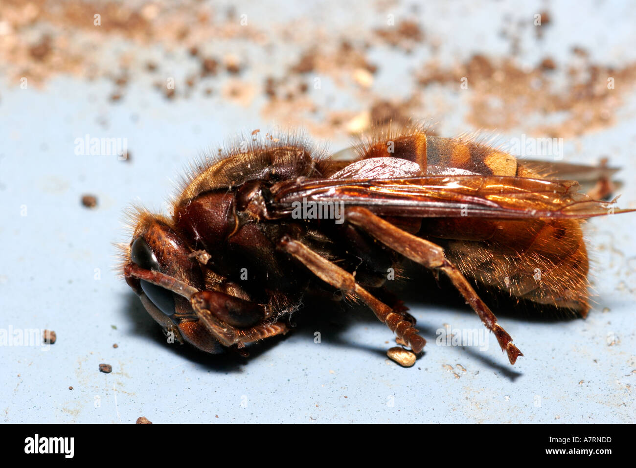 Deceased wasp hi-res stock photography and images - Alamy