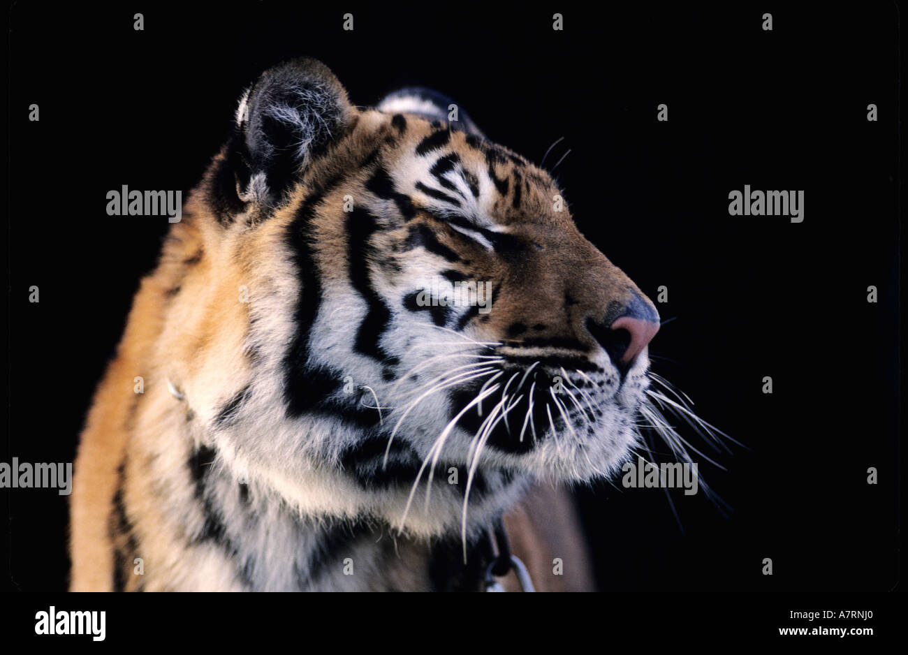 Tiger of france hi-res stock photography and images - Alamy