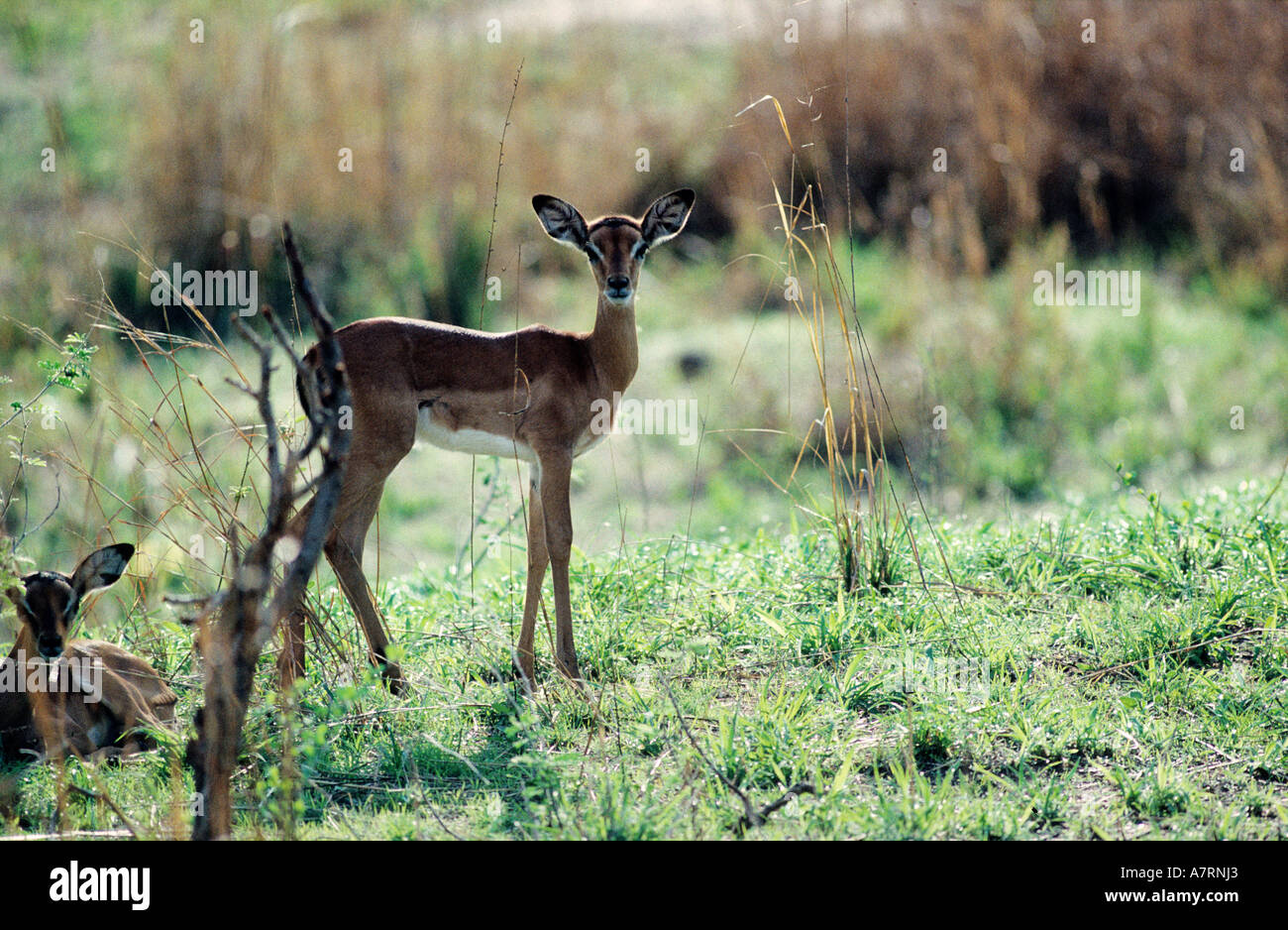 South luanga national park hi-res stock photography and images - Alamy