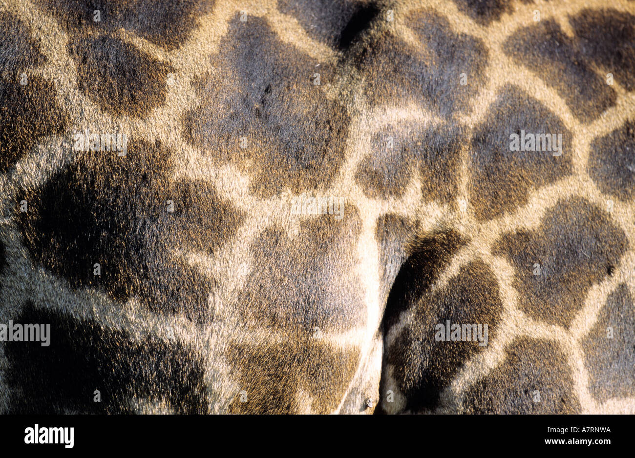 Zoom on a giraffe hi-res stock photography and images - Alamy
