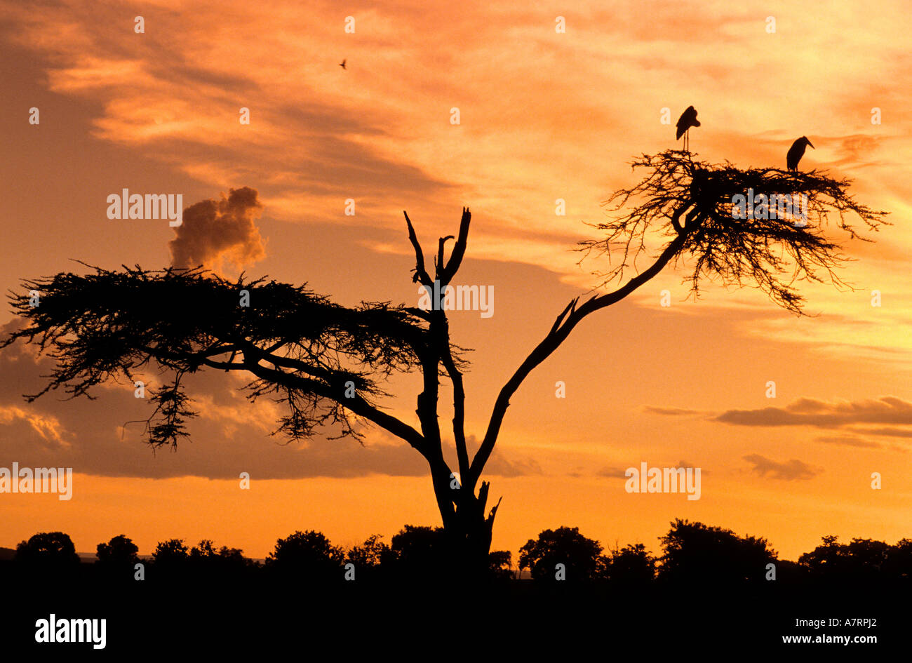 Kenya, storks on an acacia Stock Photo - Alamy