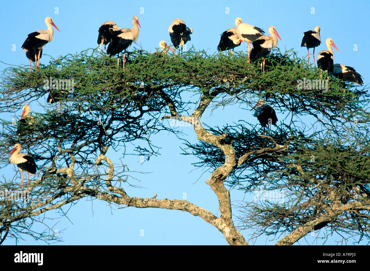 Tanzania, a locust trees with storks Stock Photo - Alamy