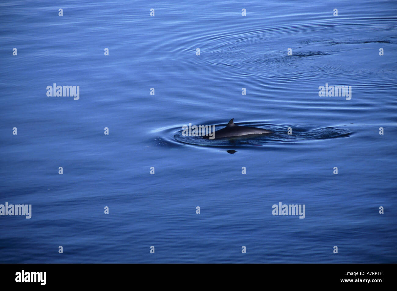 Canada quebec tadoussac humpback whale watching on the saint lawrence ...