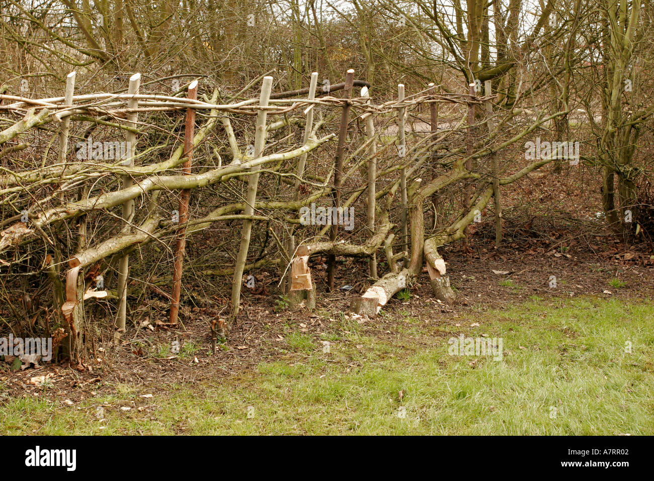 Layered Hedging High Resolution Stock Photography and Images - Alamy