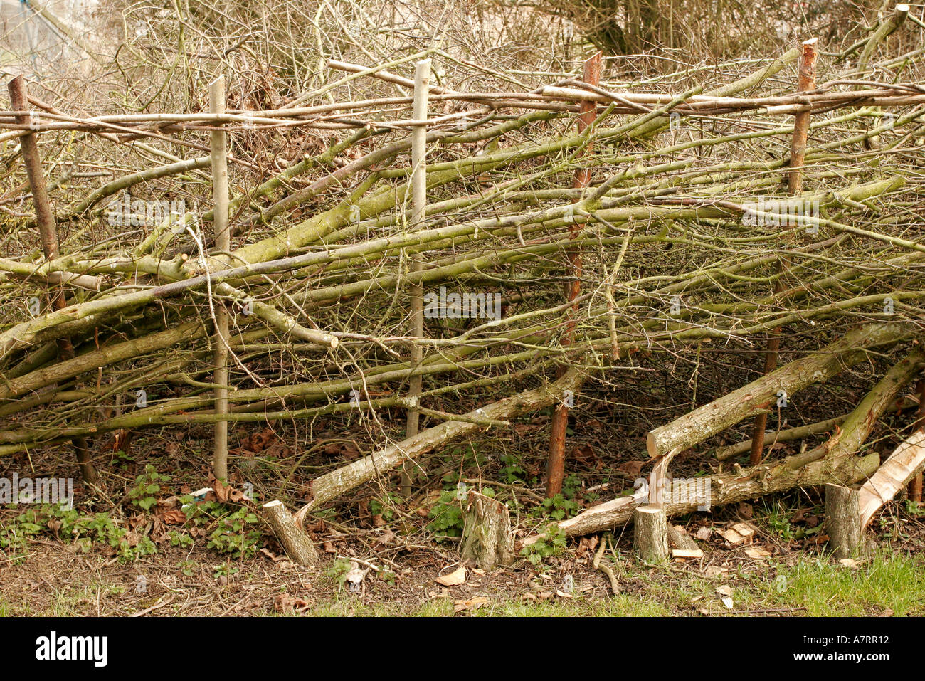 Layered hedging hi-res stock photography and images - Alamy