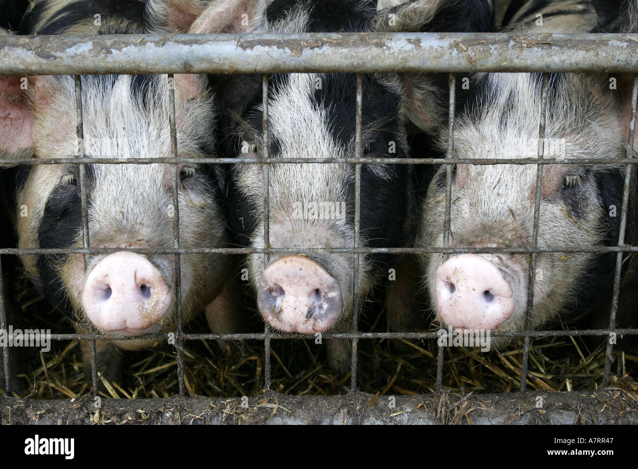 Three curious pigs inside a pen Stock Photo - Alamy