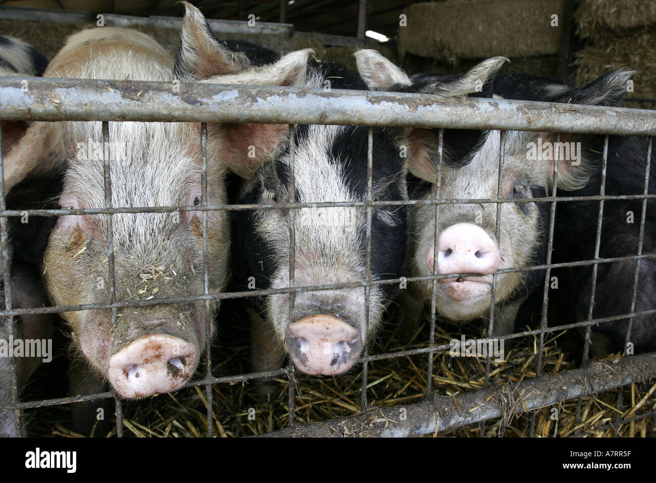 The three pigs hi-res stock photography and images - Alamy