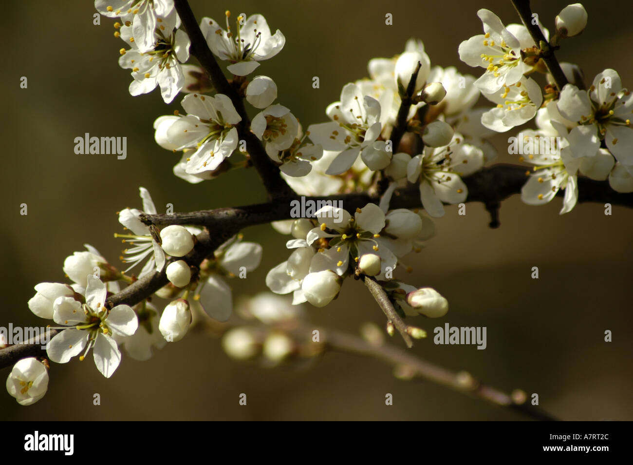 Hawthorn in blossom Stock Photo - Alamy