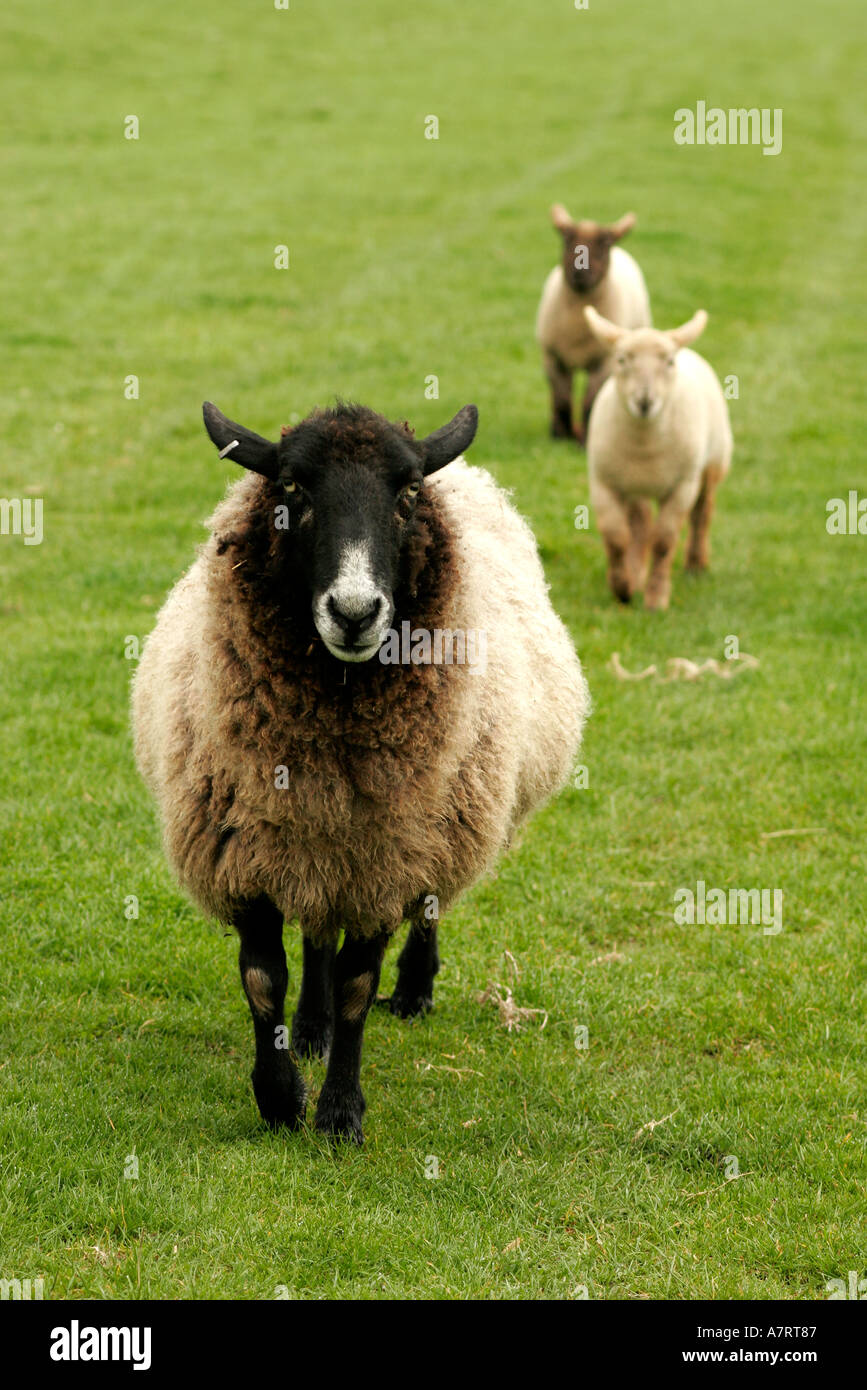 Lamb photographs hi-res stock photography and images - Alamy