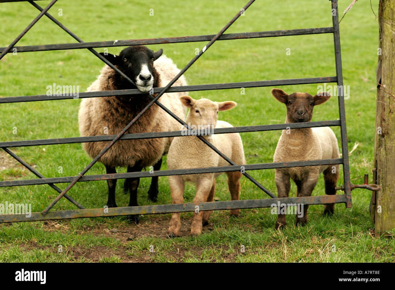 Family of sheep two lambs follow closely behind mother Stock Photo - Alamy