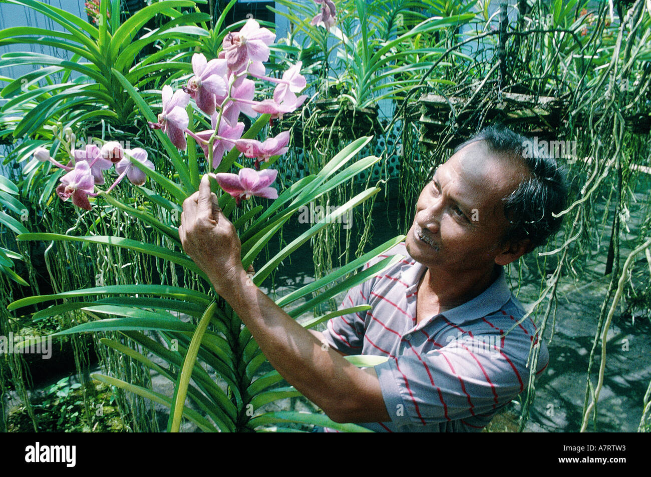 Indonesia, Bali island, orchids gatherer in the greenhouse Stock Photo ...