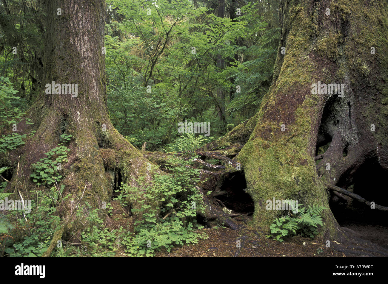 N.A., USA, Washington, Olympic National Park, Trees on stilts showing ...