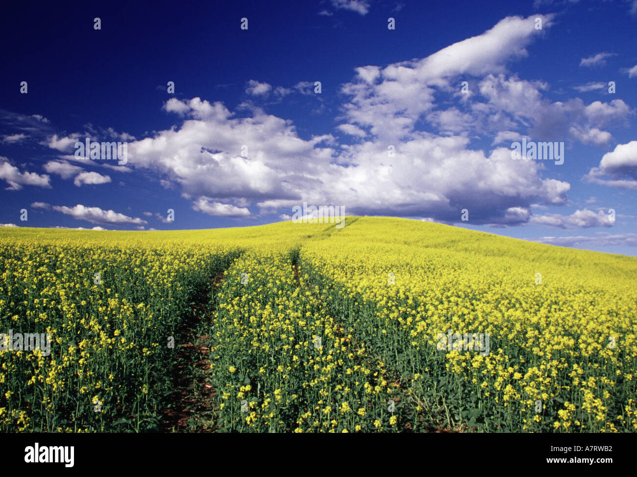 Yellow canola in Whitman County Washington state Stock Photo - Alamy