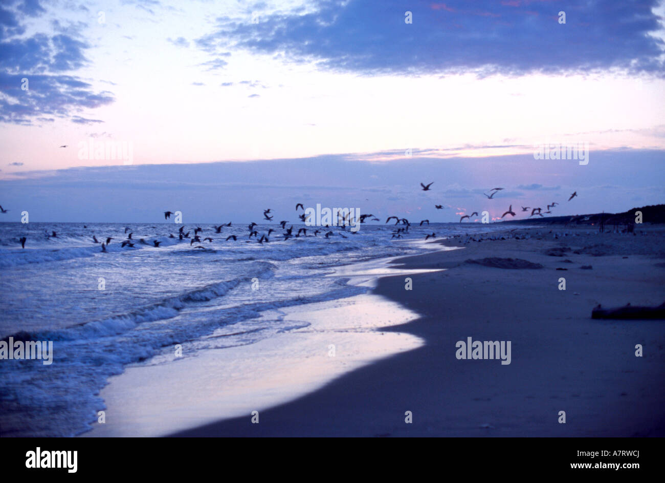 Birds flying over sea on beach Stock Photo - Alamy
