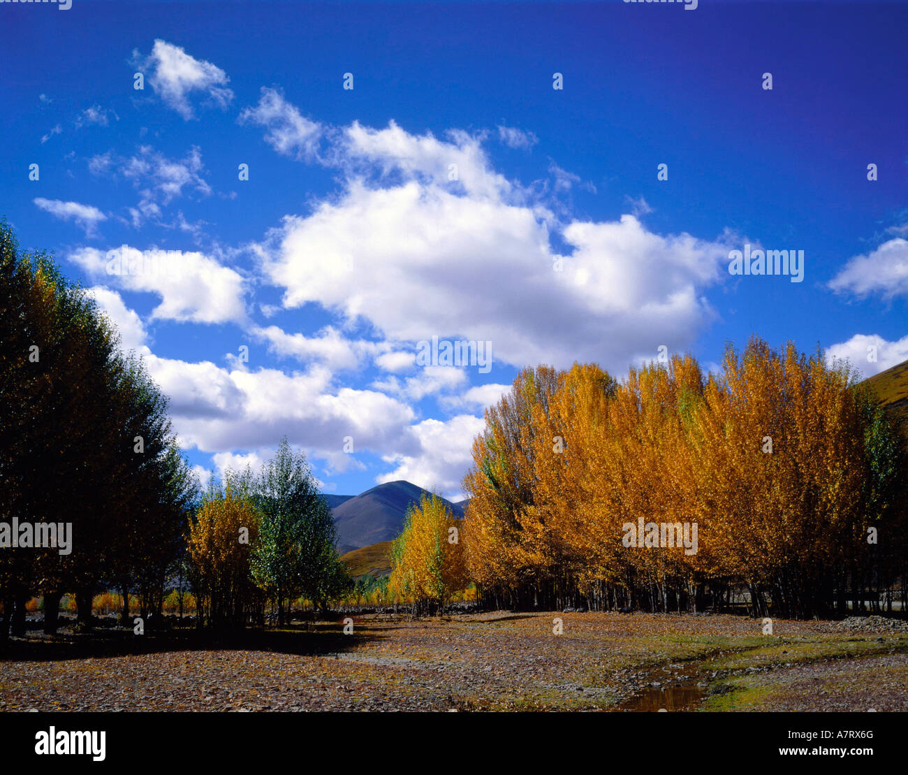 Afforest china hi-res stock photography and images - Alamy