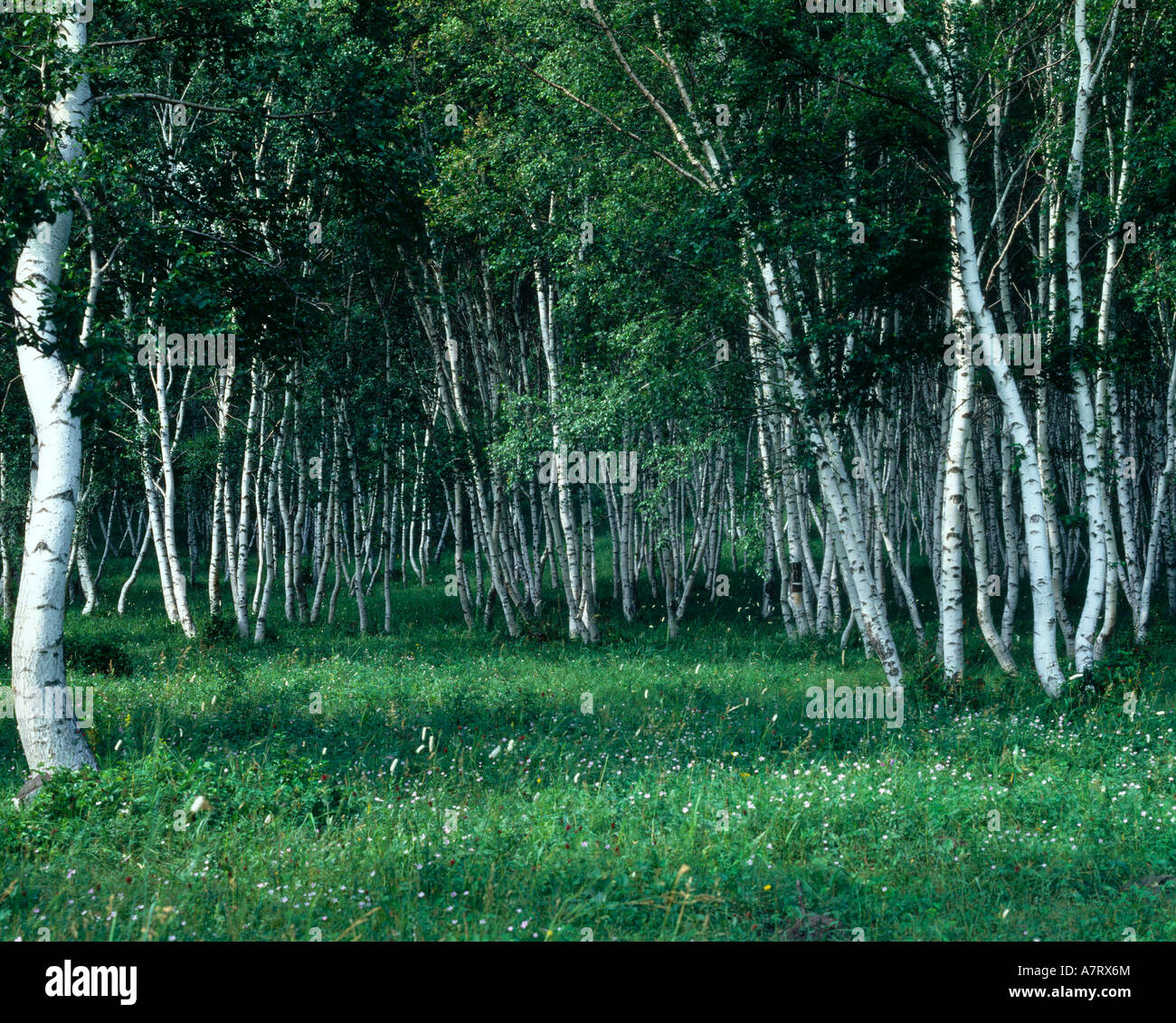Trees in forest, Bashang, China Stock Photo - Alamy