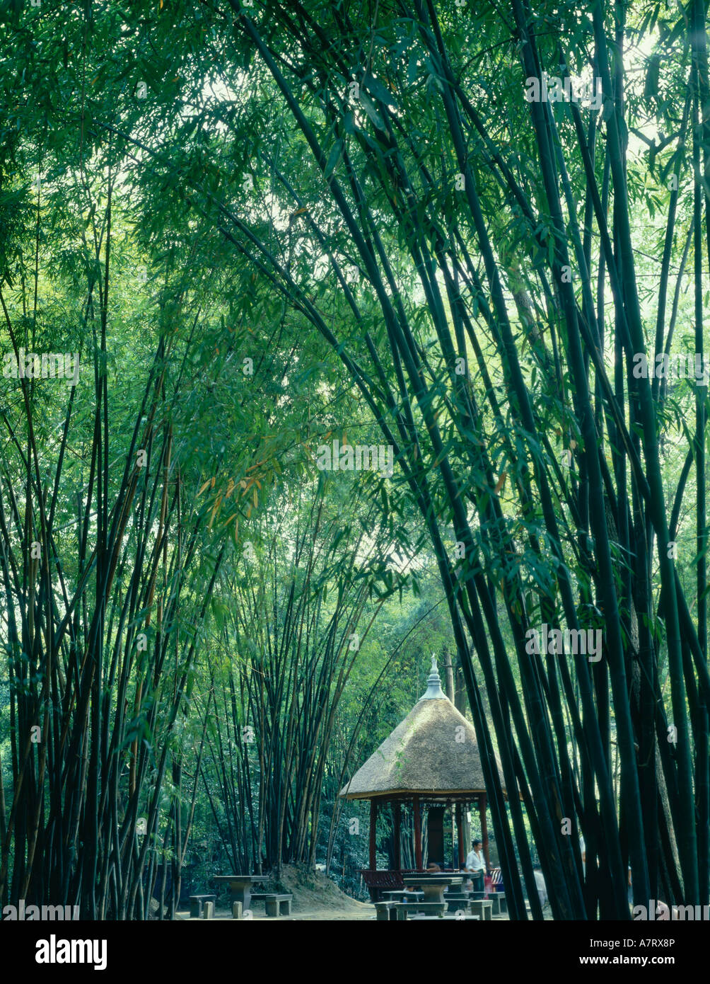 Gazebo surrounded by bamboo trees Chengdu China Stock Photo - Alamy