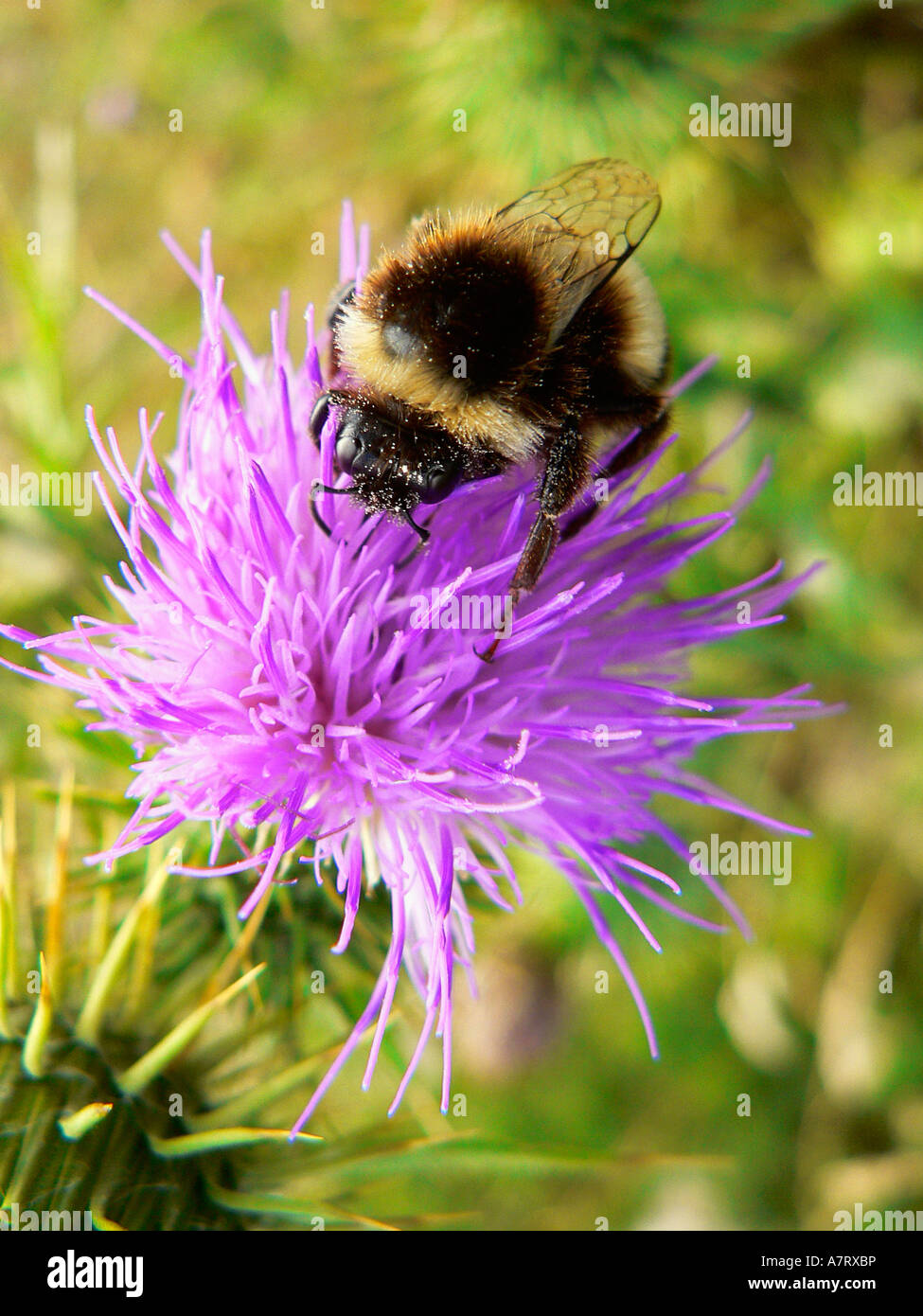 Close-up of bumblebee pollination on flower Stock Photo - Alamy