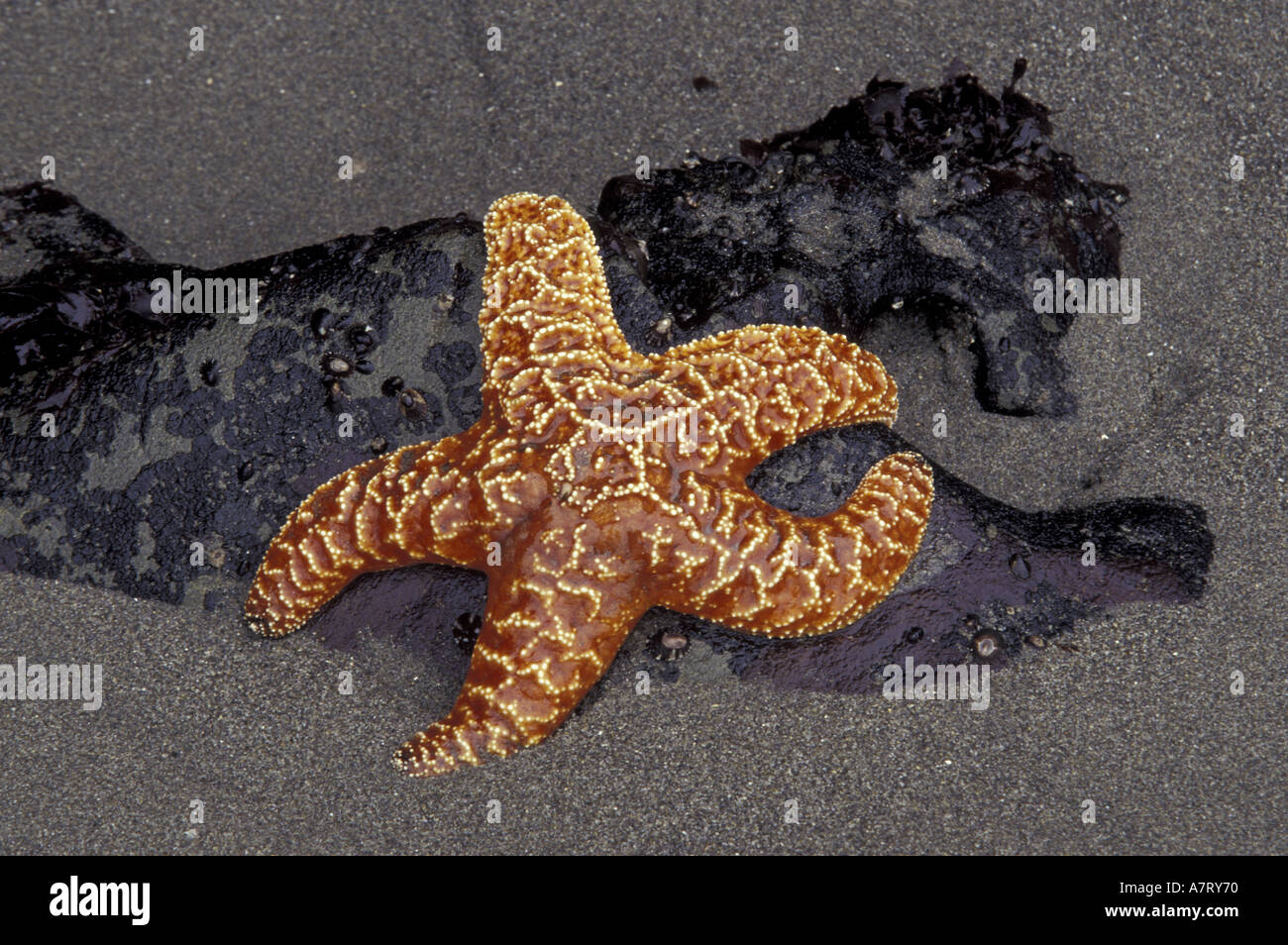 North star nature preserve beach hi-res stock photography and images ...