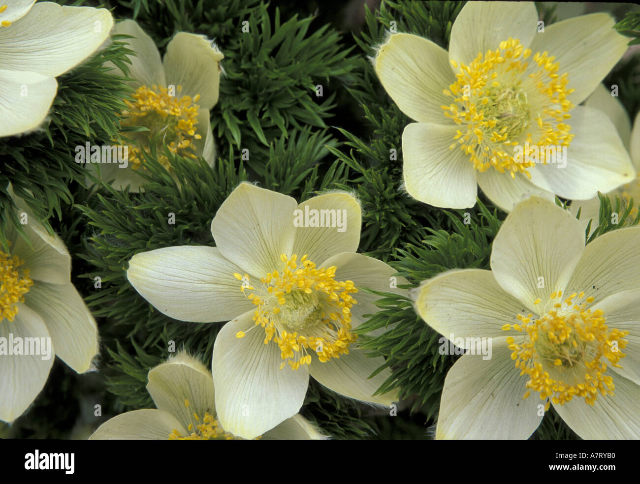 WA, Mt. Rainier NP, Paradise Valley, Western Anemones Stock Photo - Alamy