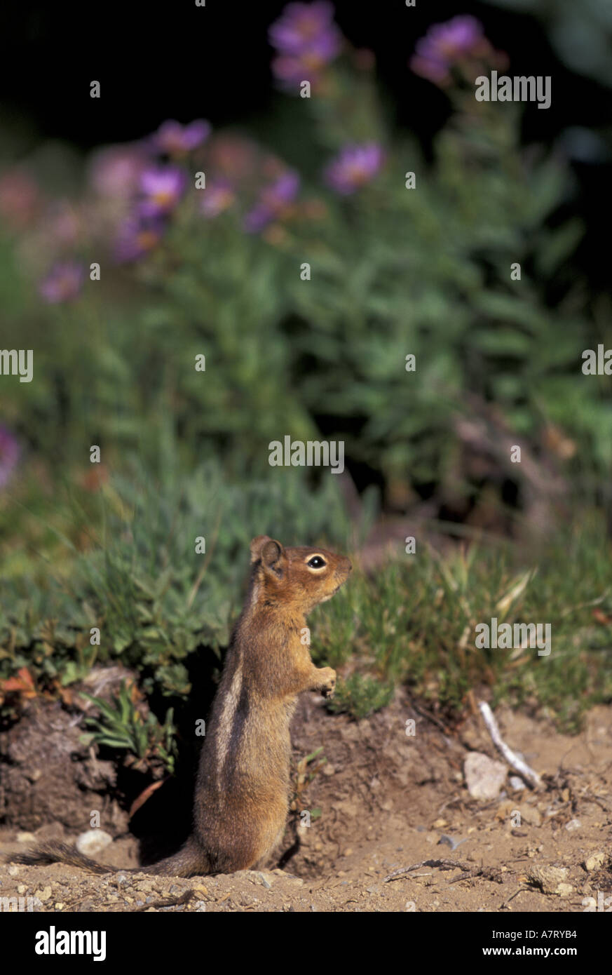 N.A., USA, Washington, Mt. Rainier National Park, Golden Mantled Ground ...