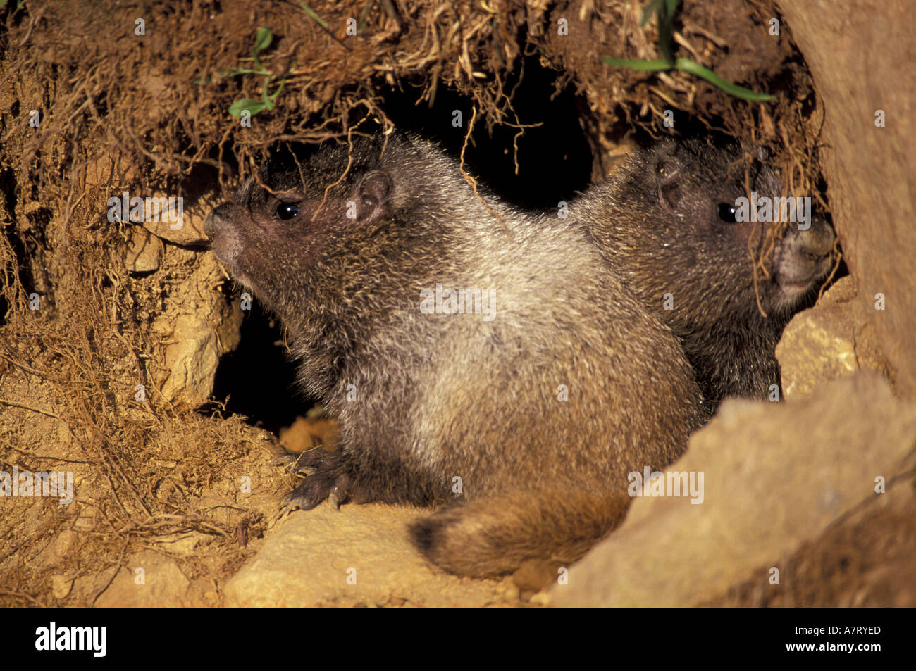 Marmots burrow pair two hi-res stock photography and images - Alamy