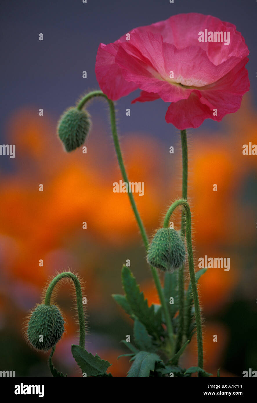 North America, USA, WA, Port Townsend, Shirley Mixed Poppy , California ...