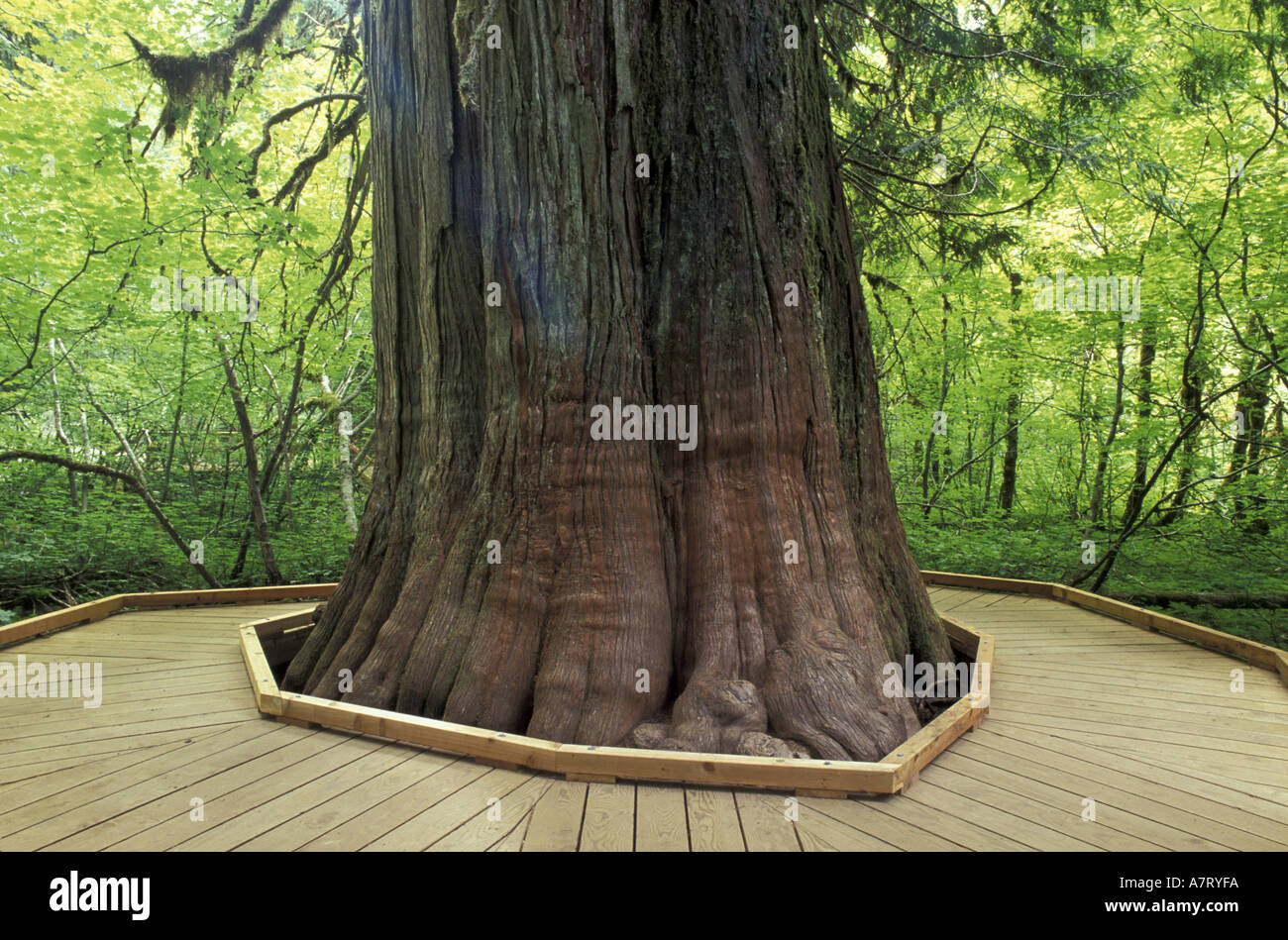 Western red cedar log hi-res stock photography and images - Alamy