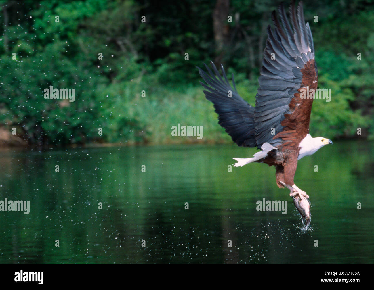 African Fish Eagle catching fish Stock Photo - Alamy