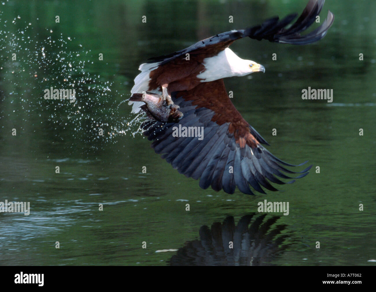 African Fish Eagle catching fish Stock Photo - Alamy