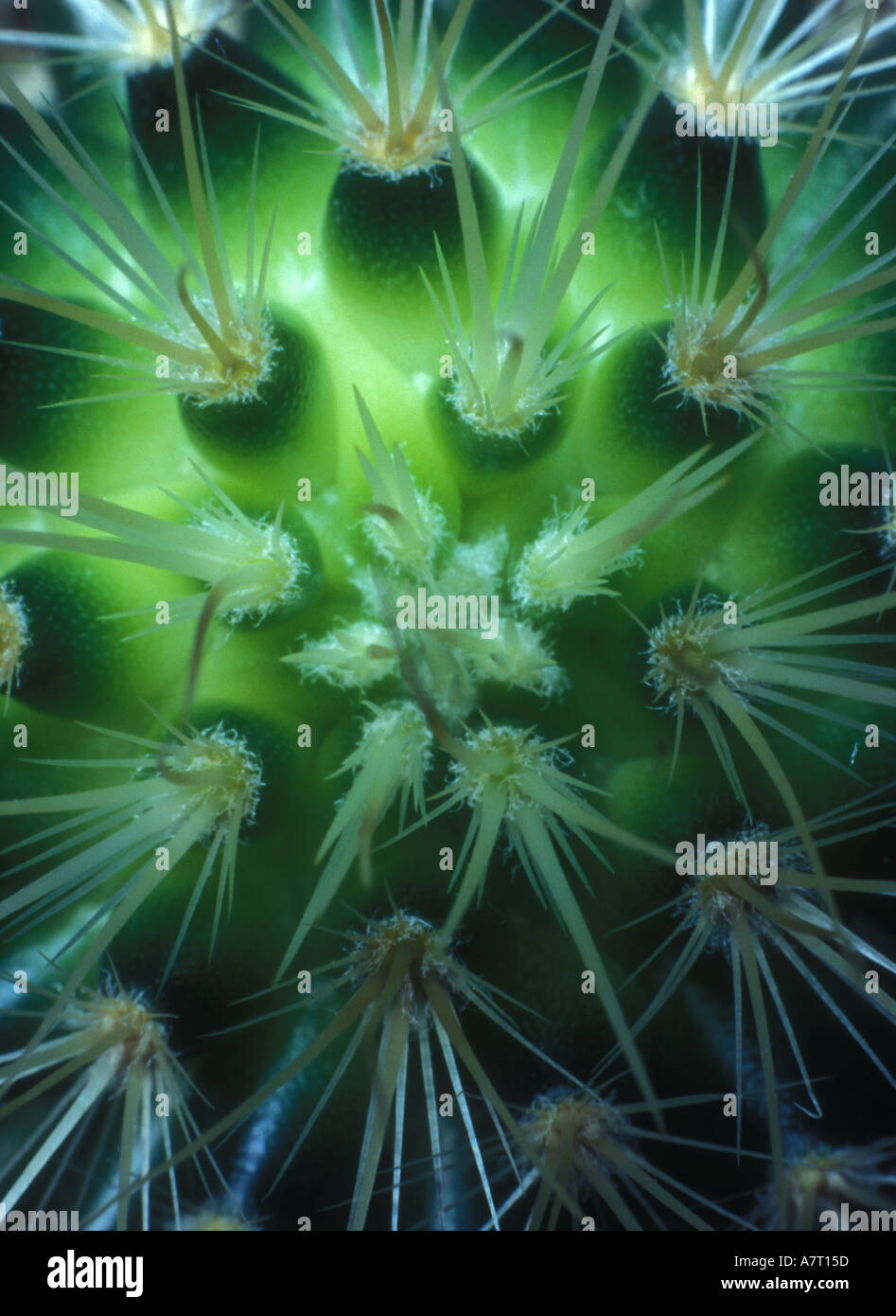 Macro close up abstract image of a cactus Spines spikes and thorns ...