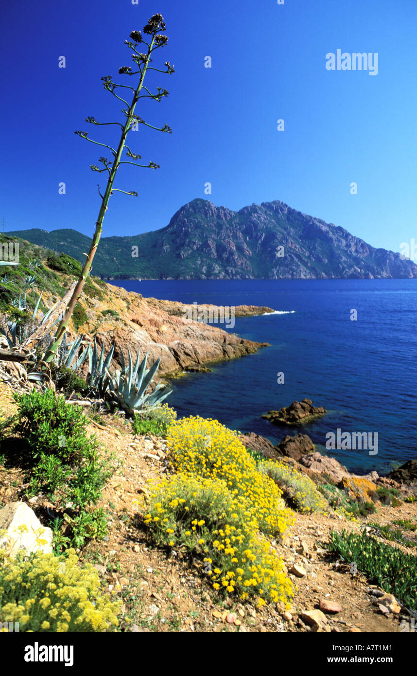 France, Corse du Sud, Girolata Gulf right by the nature reserve of ...