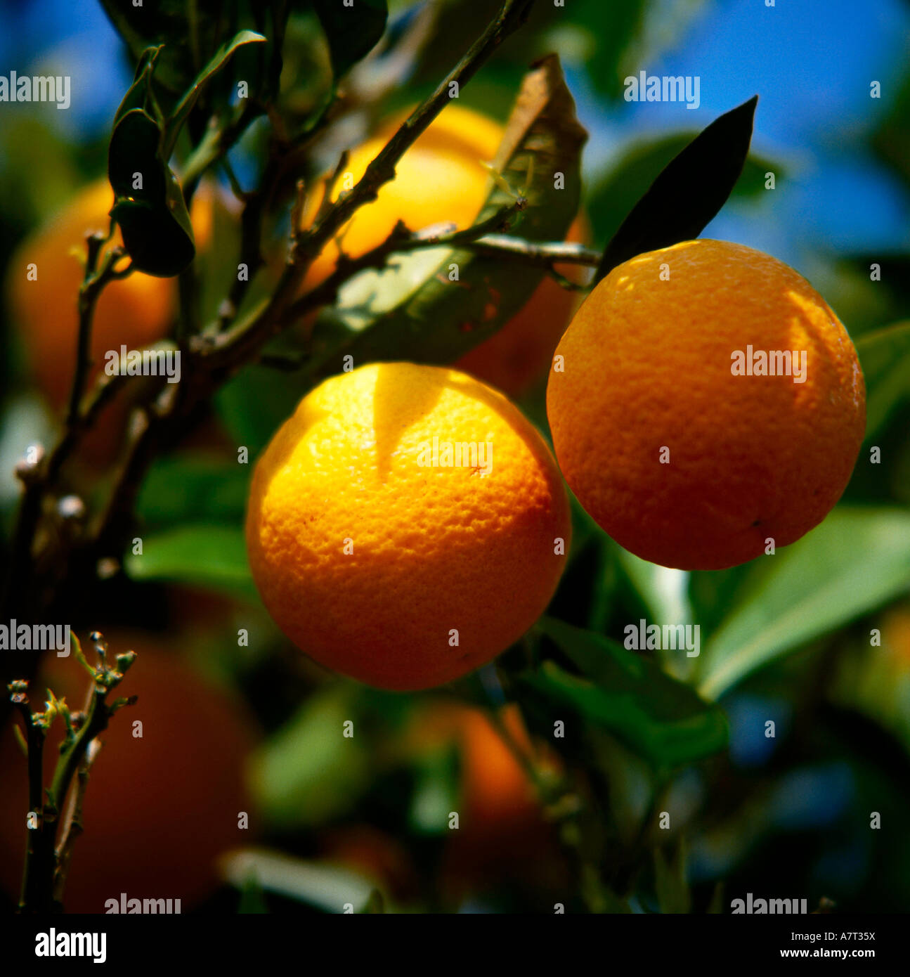 Naranjo orange tree hi-res stock photography and images - Alamy