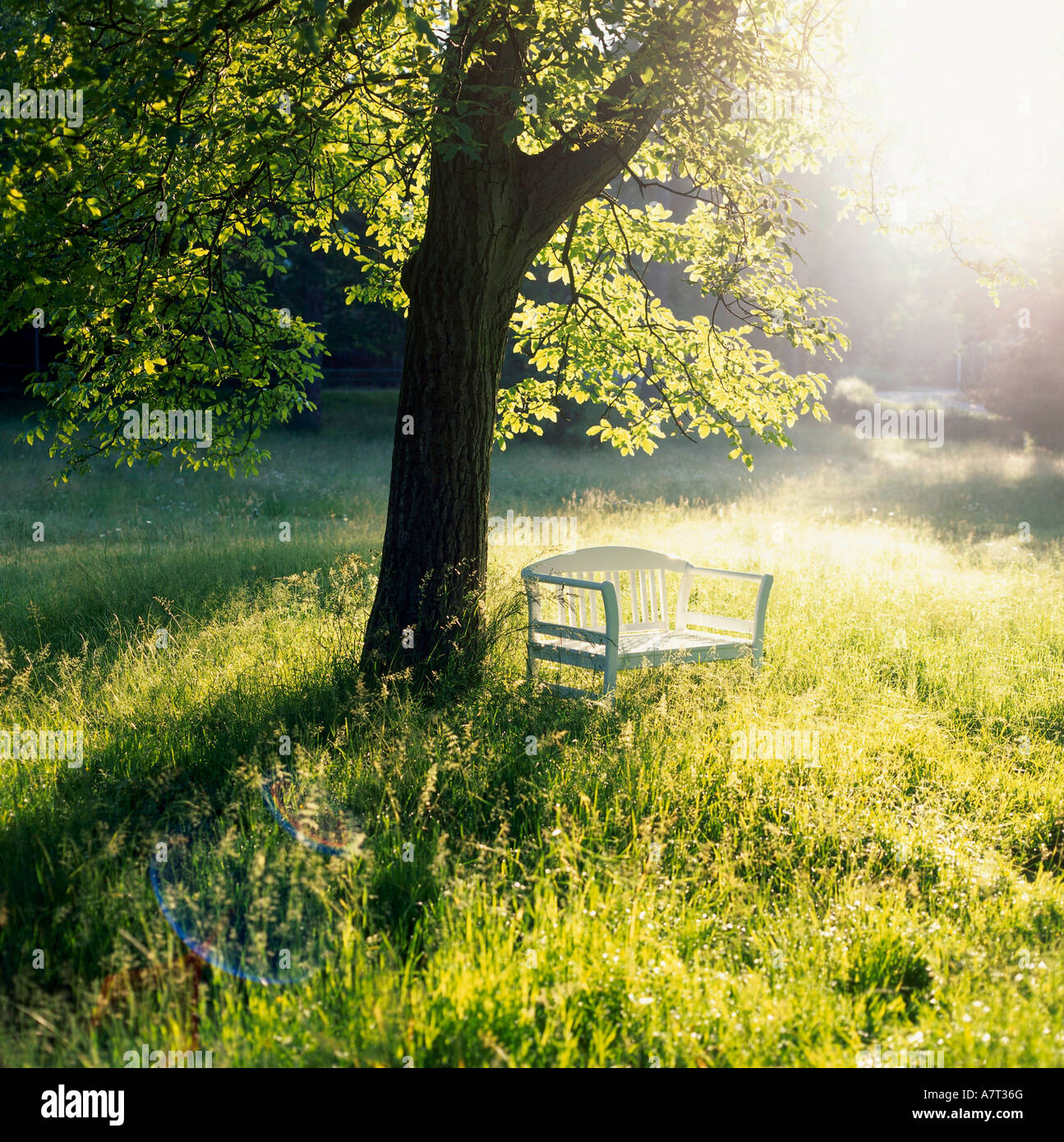 Empty bench near tree at dusk Stock Photo - Alamy