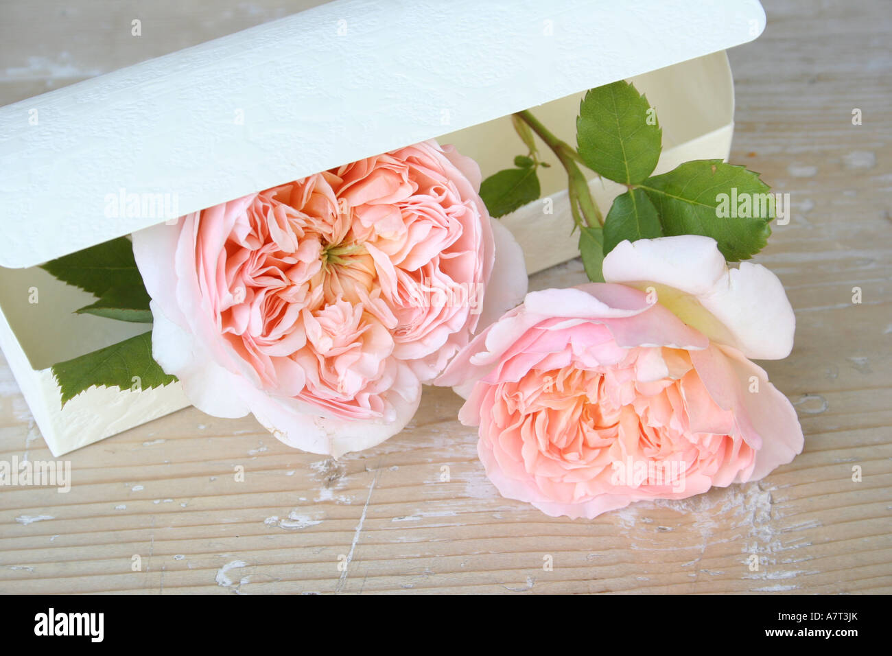 Chromatic flowers hi-res stock photography and images - Alamy
