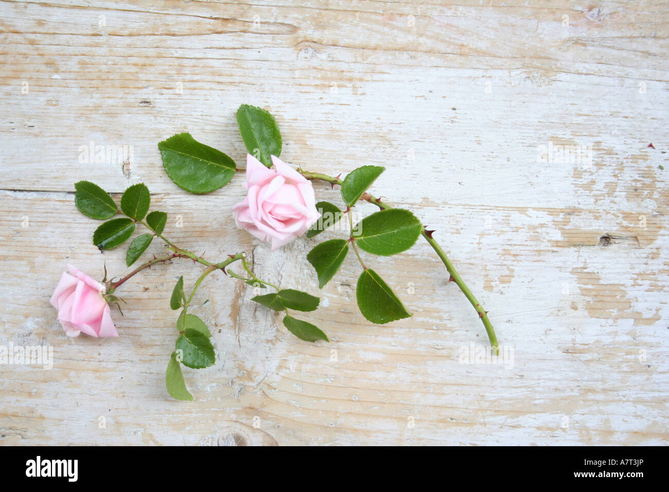 Two colored roses hi-res stock photography and images - Alamy
