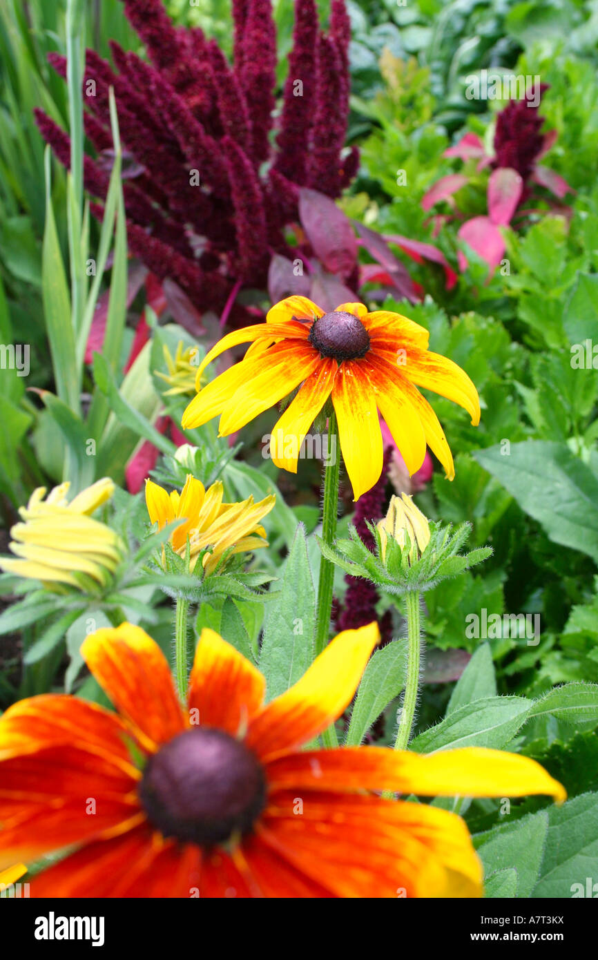Chromatic flowers hi-res stock photography and images - Alamy