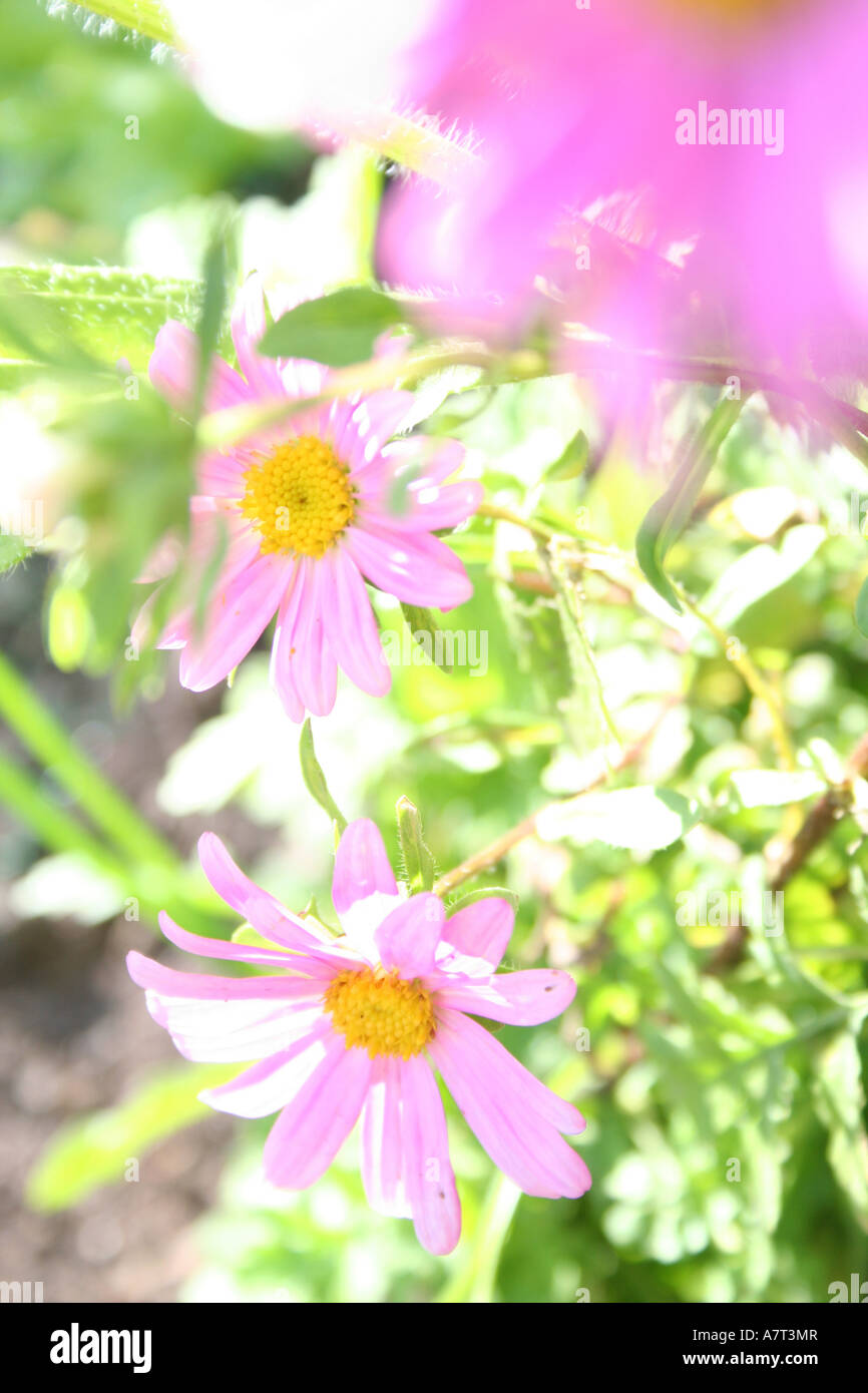 Chromatic flowers hi-res stock photography and images - Alamy