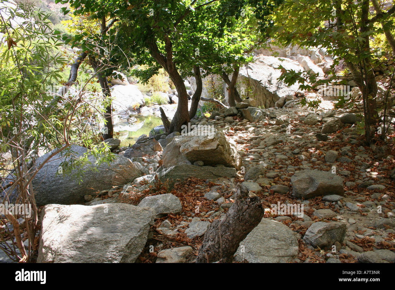 Rocks and trees in forest Stock Photo - Alamy