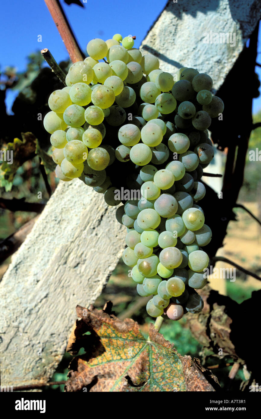 Grapes from italy hi-res stock photography and images - Alamy
