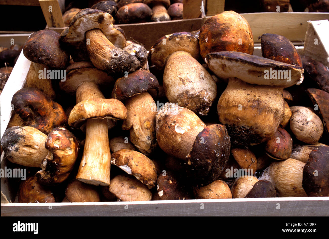 Mushrooms tuscany italy hi-res stock photography and images - Alamy