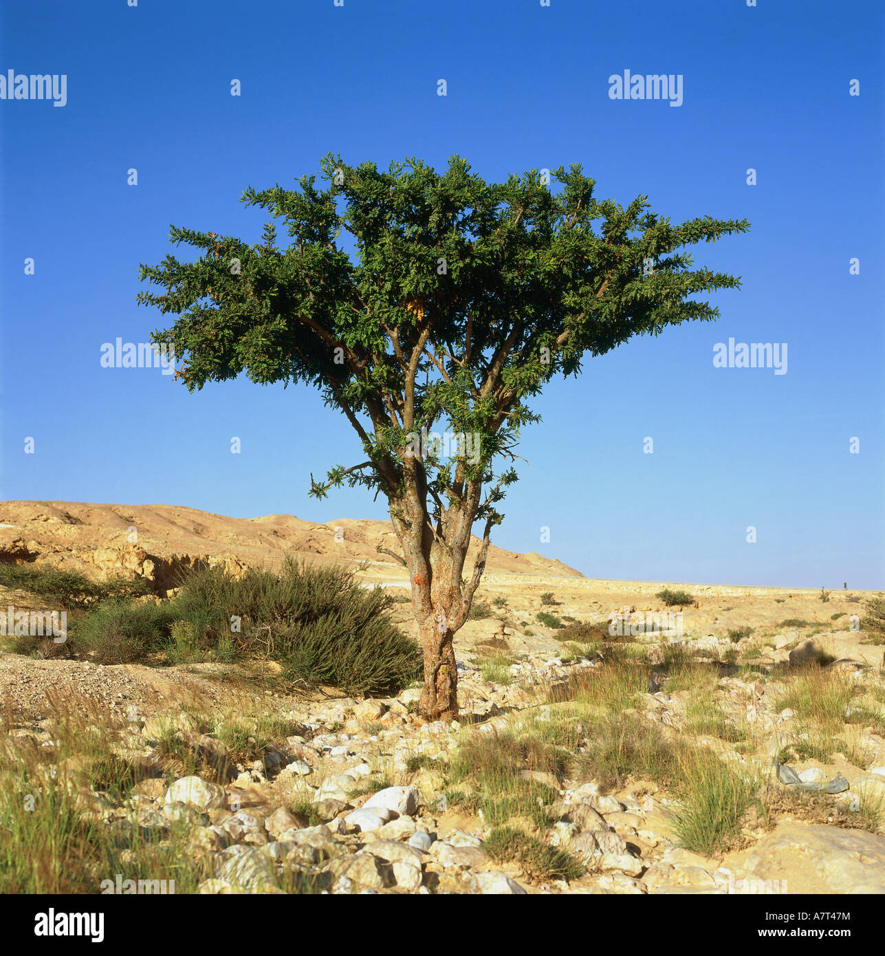 Oman dhofar not desert trees hi-res stock photography and images - Alamy