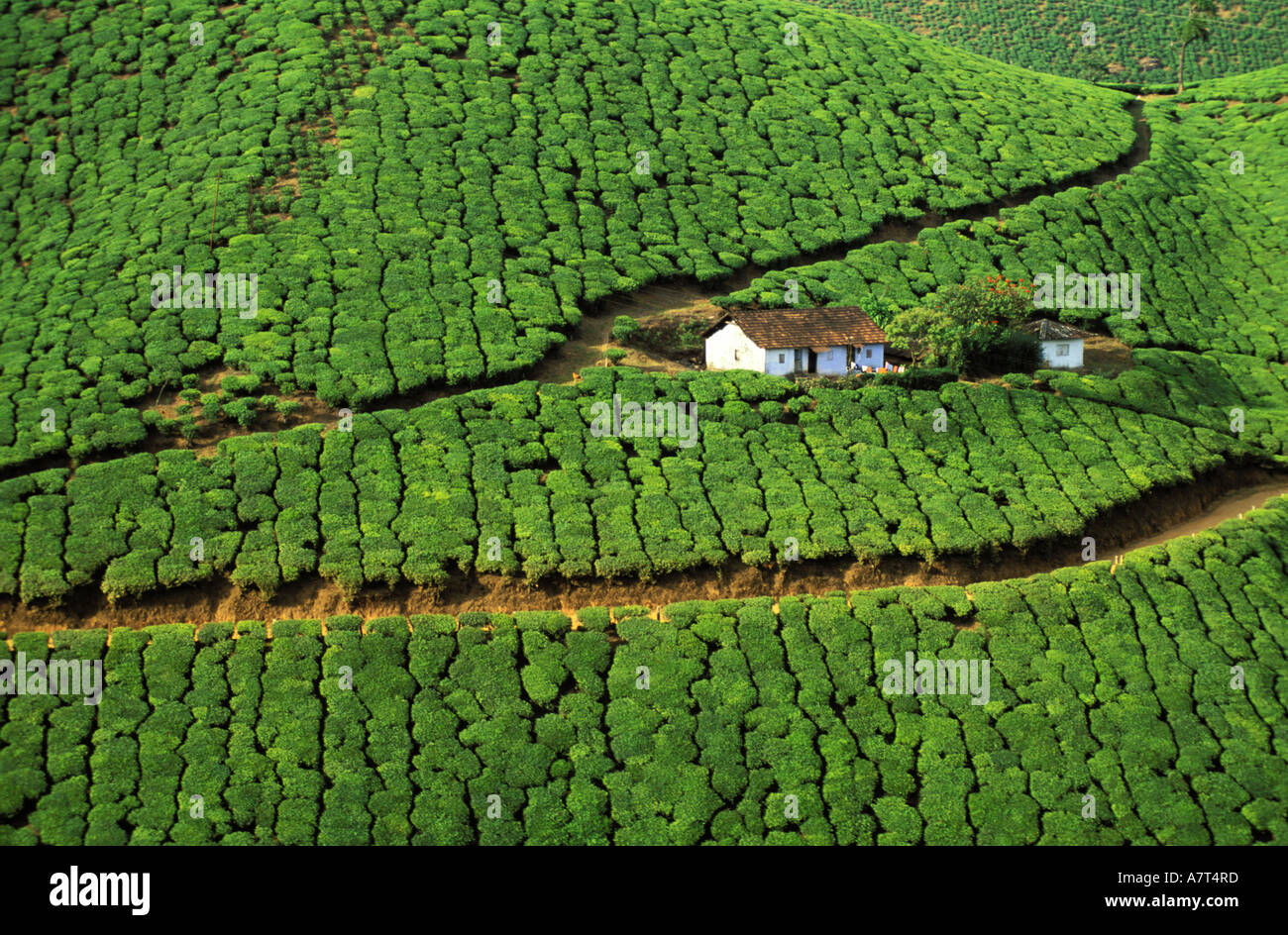 India, Kerala State, tea plantations in Munnar Stock Photo - Alamy