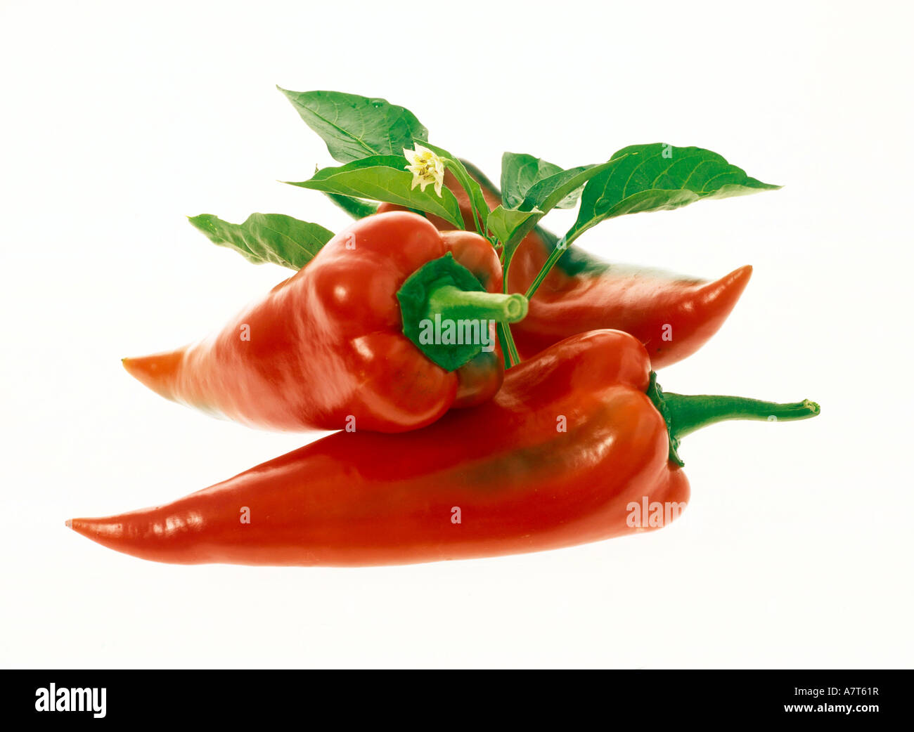 Close-up of red chili pepper Stock Photo - Alamy